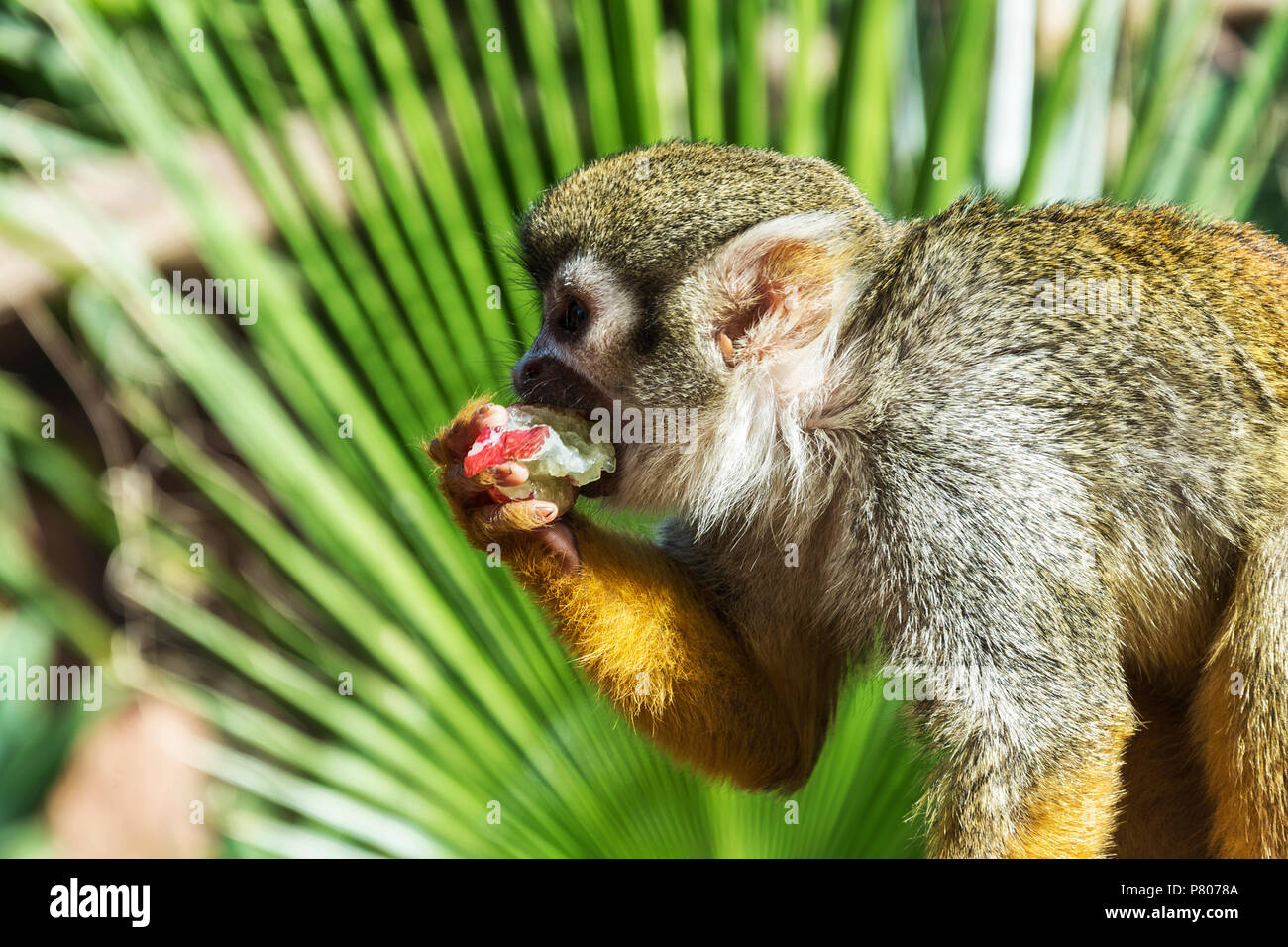 Le singe mange des fruits Banque de photographies et d’images à haute ...