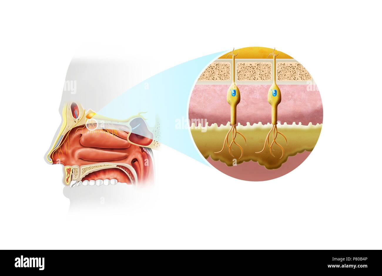 Olfactory epithelium Banque de photographies et d’images à haute ...