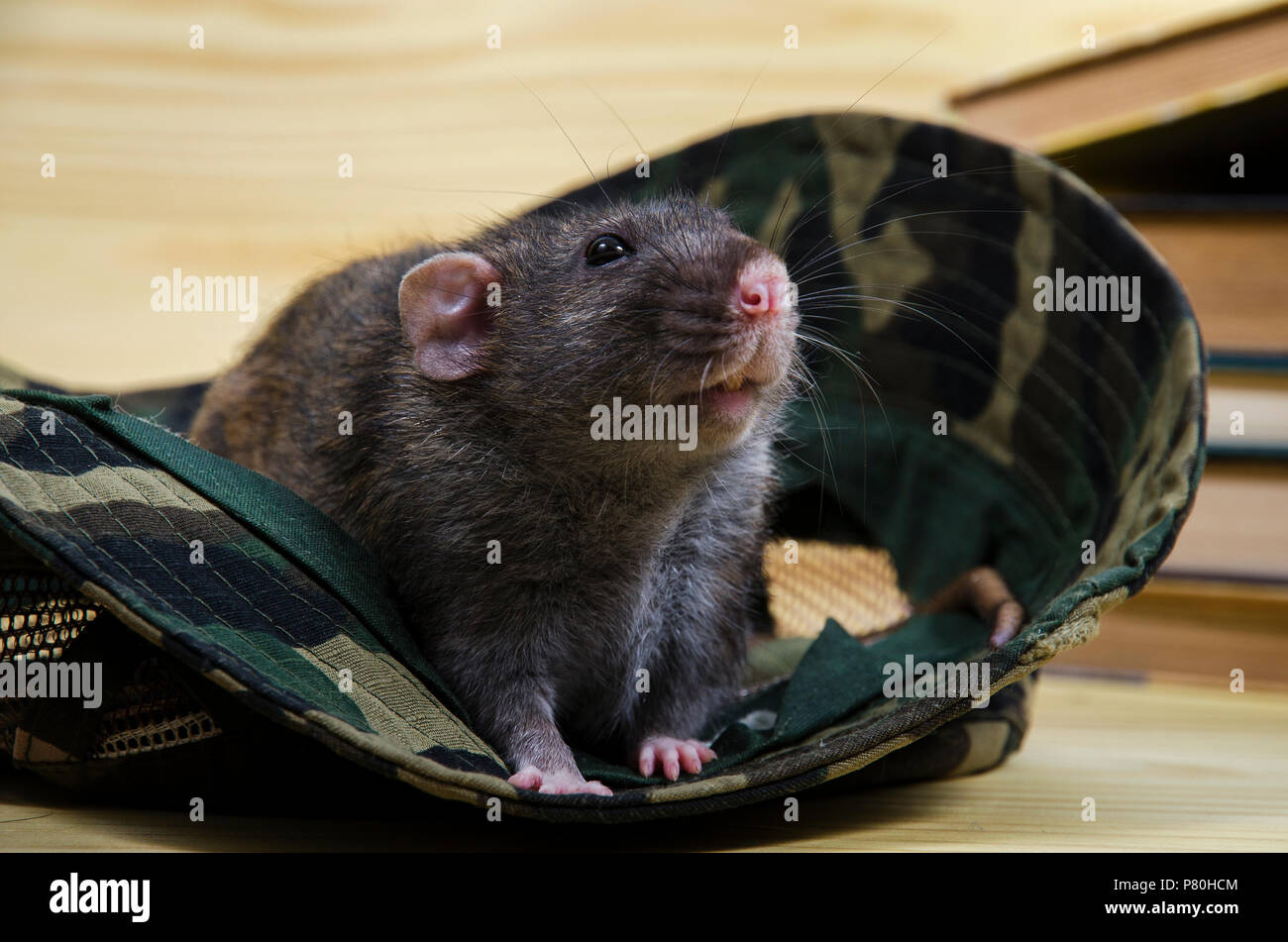 Panama rodent Banque de photographies et d’images à haute résolution ...
