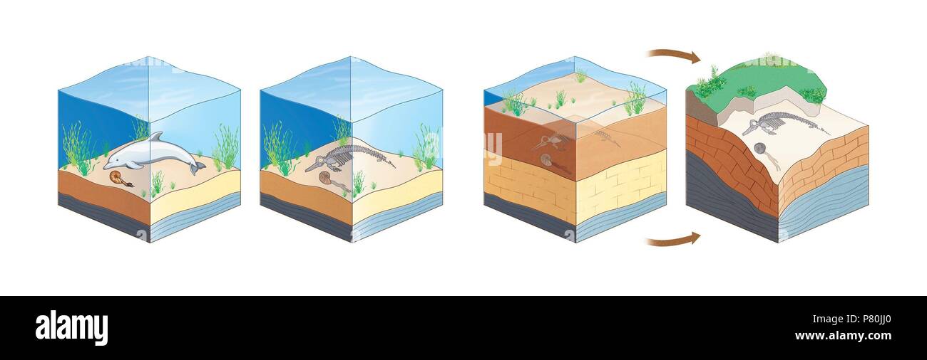 Processus de fossilisation Photo Stock - Alamy