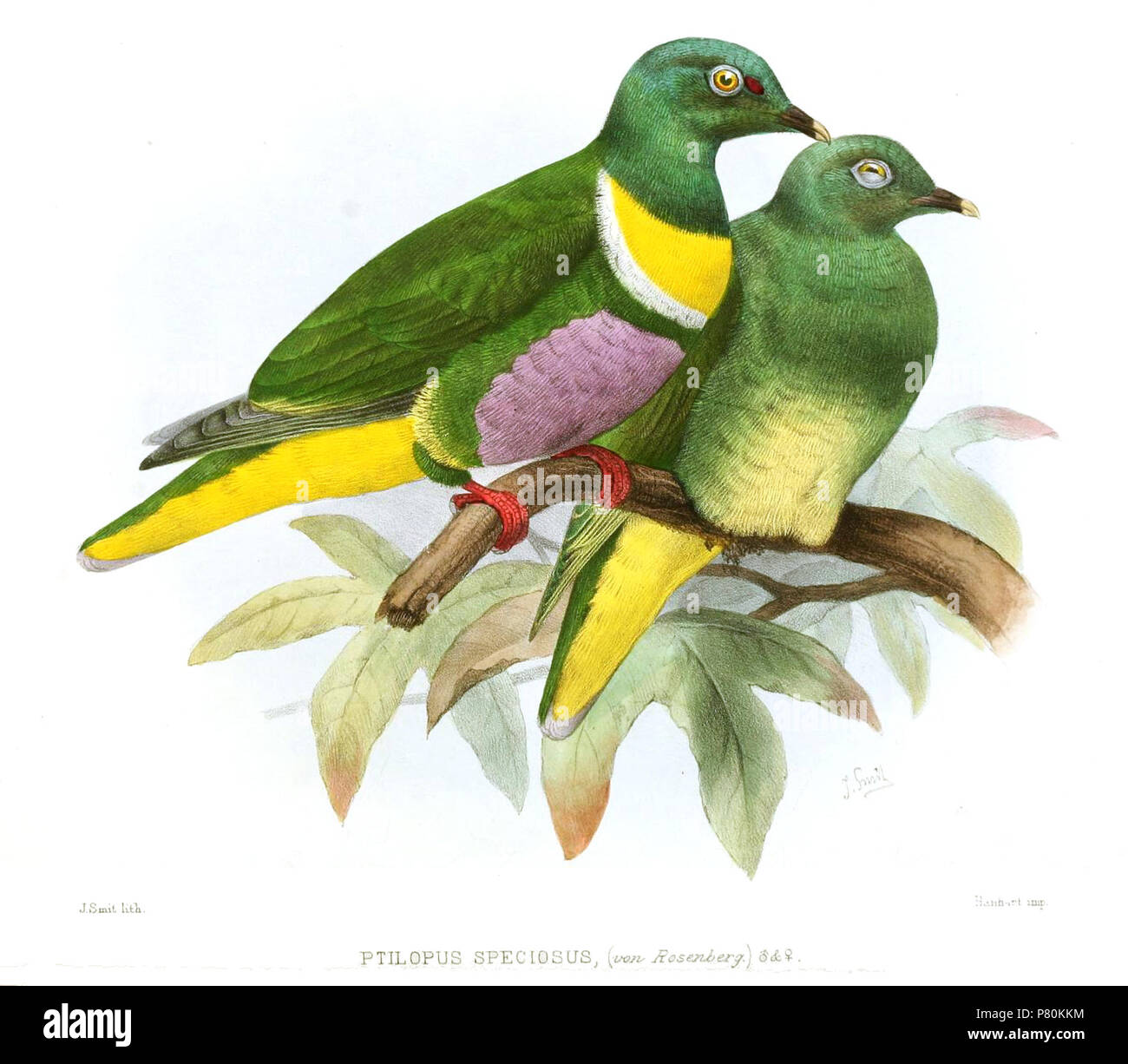 Ptilinopus solomonensis Banque de photographies et d’images à haute ...