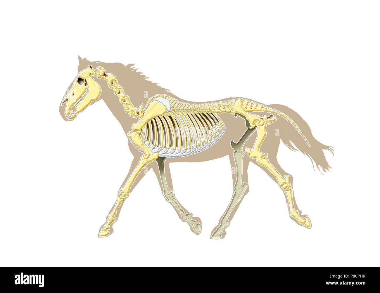 Skeleton horse equus ferus equidae Banque d'images détourées - Alamy