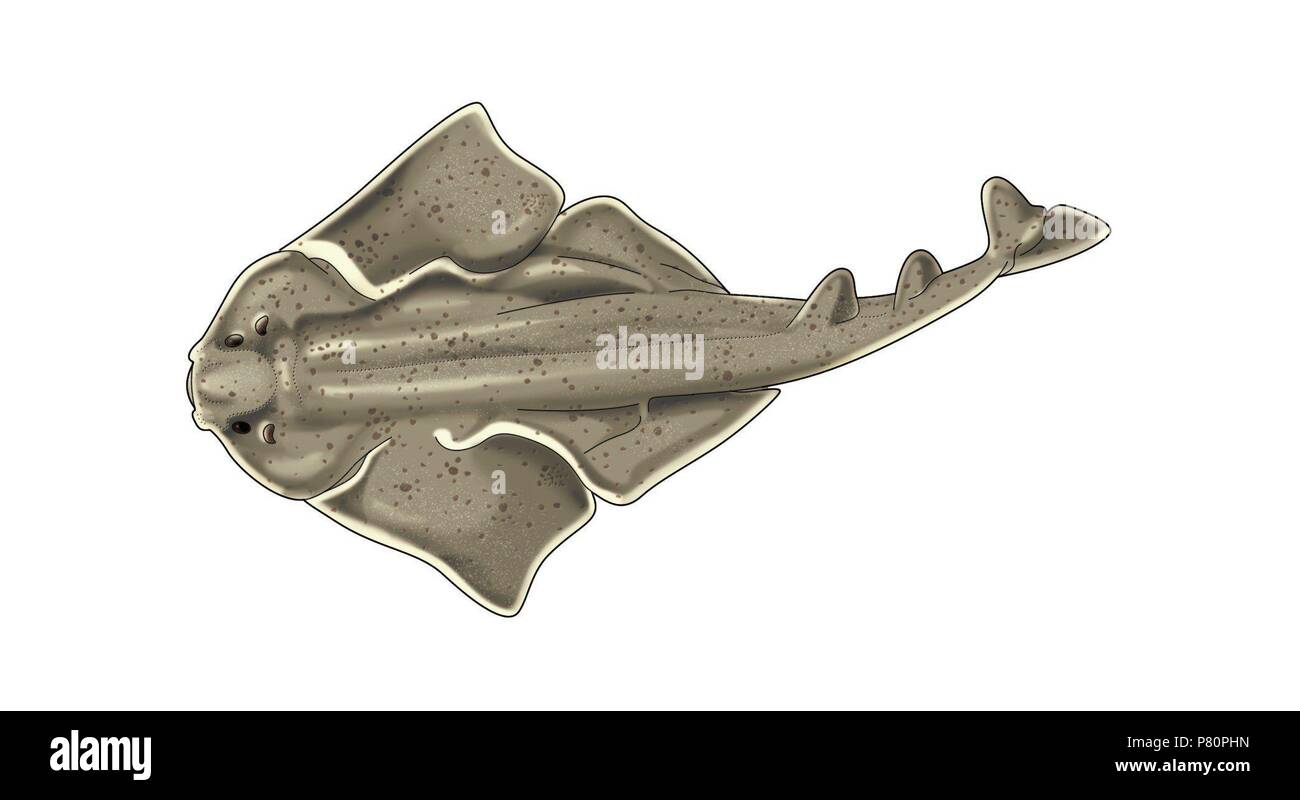 Requin ange squatina squatina Banque d'images détourées - Alamy