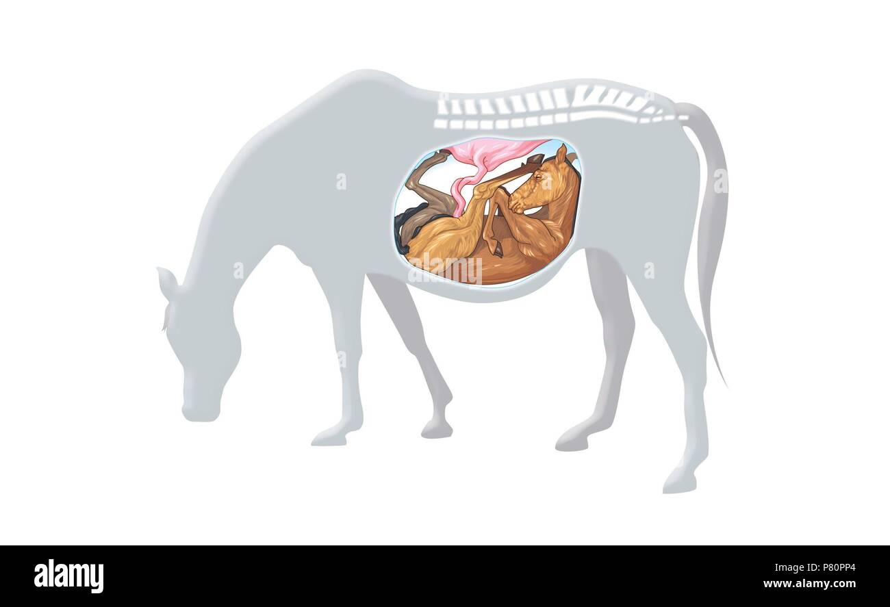 Mare La Gestation Photo Stock Alamy mare-la-gestation-photo-stock-alamy