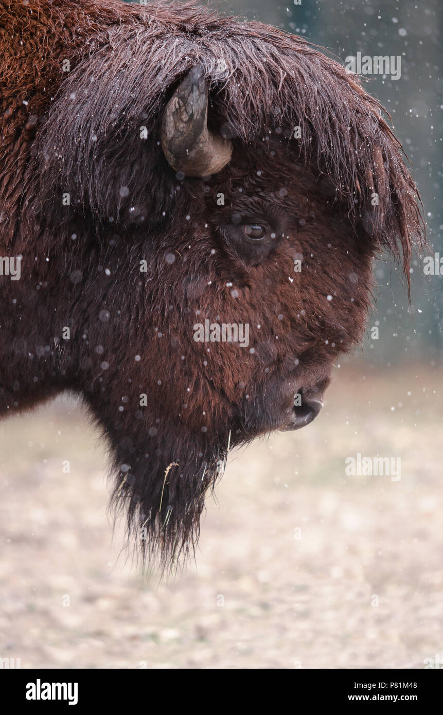 Bison sous la neige Banque de photographies et d’images à haute ...