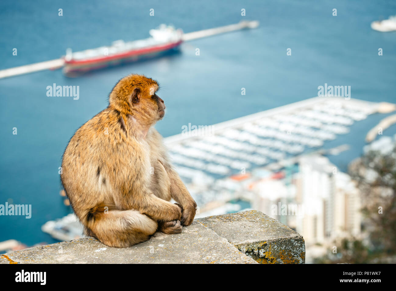 Portrait d'un macaque femelle sauvage. Macaque sont une des attractions ...