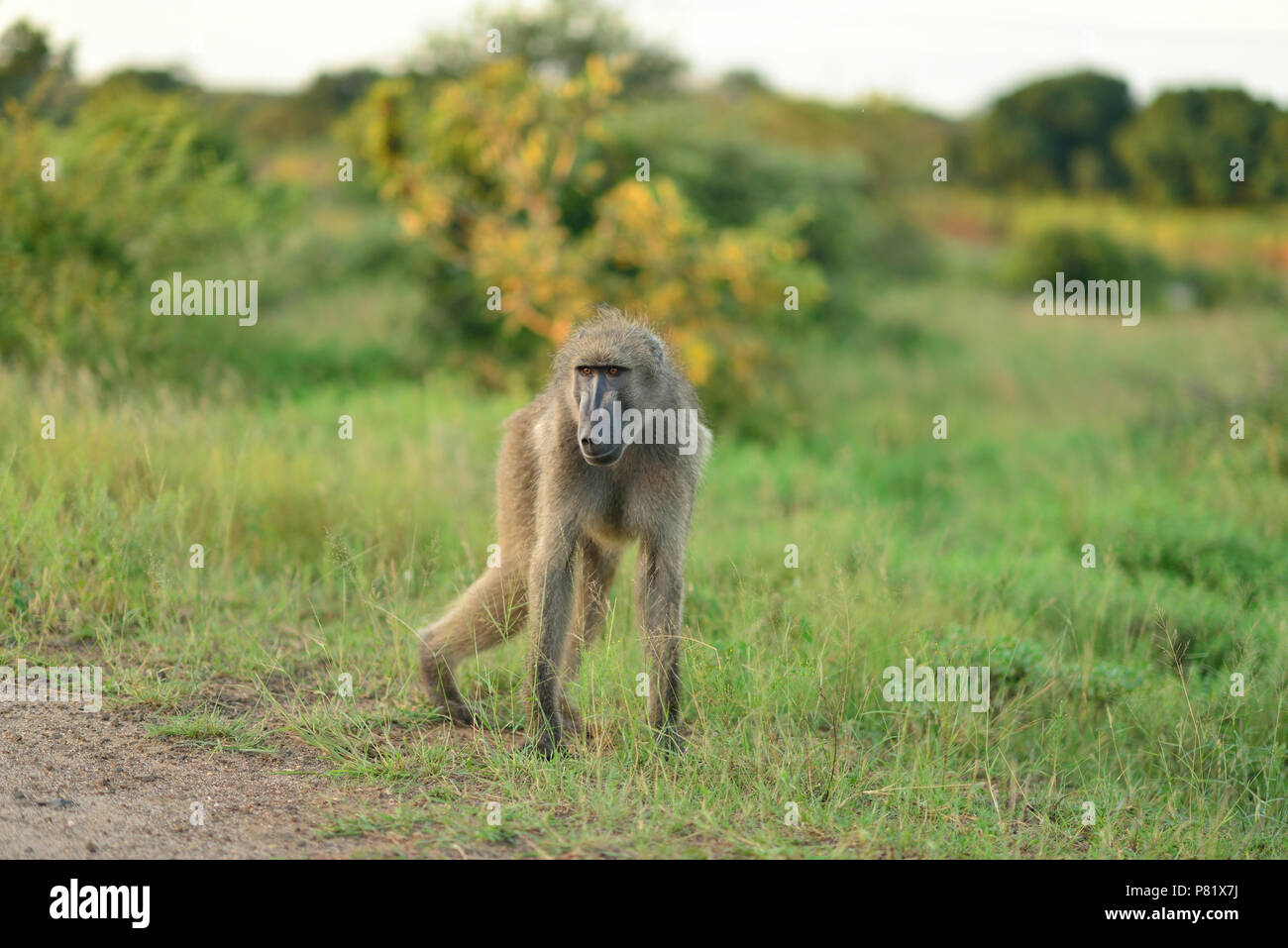 Babouin femelle Banque de photographies et d’images à haute résolution ...