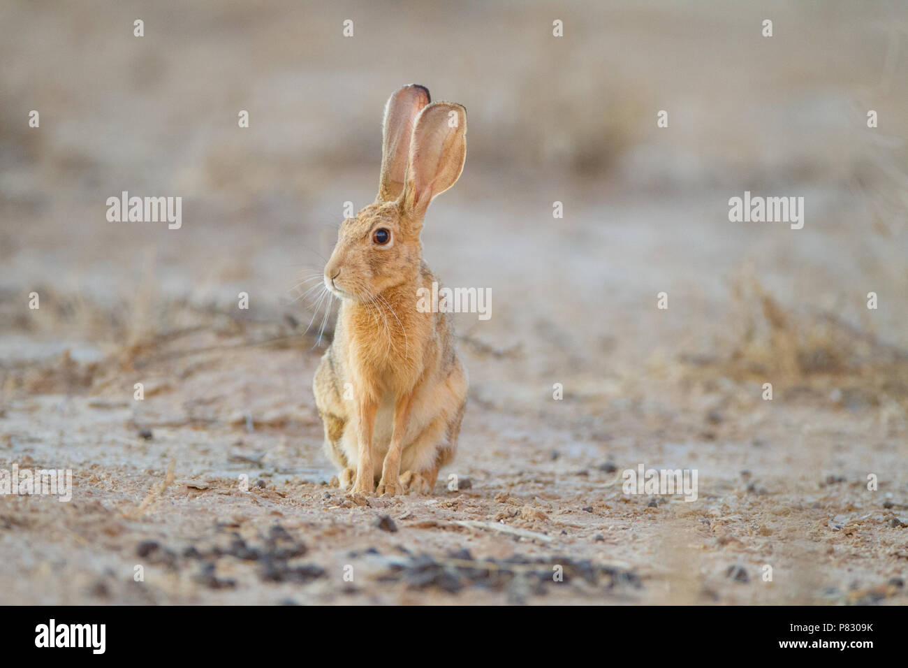 African savanna hare Banque de photographies et d’images à haute ...