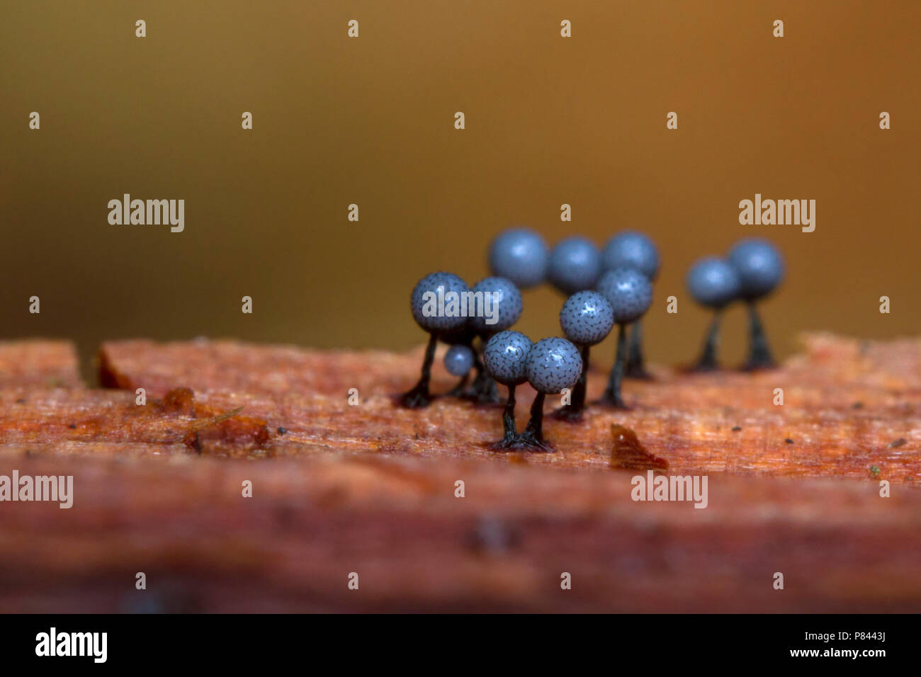Grote bloedsteelmycena Banque de photographies et d’images à haute ...