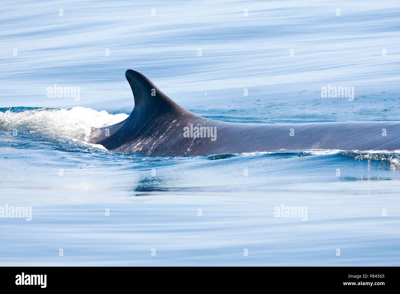 Rorqual commun Banque de photographies et d’images à haute résolution ...