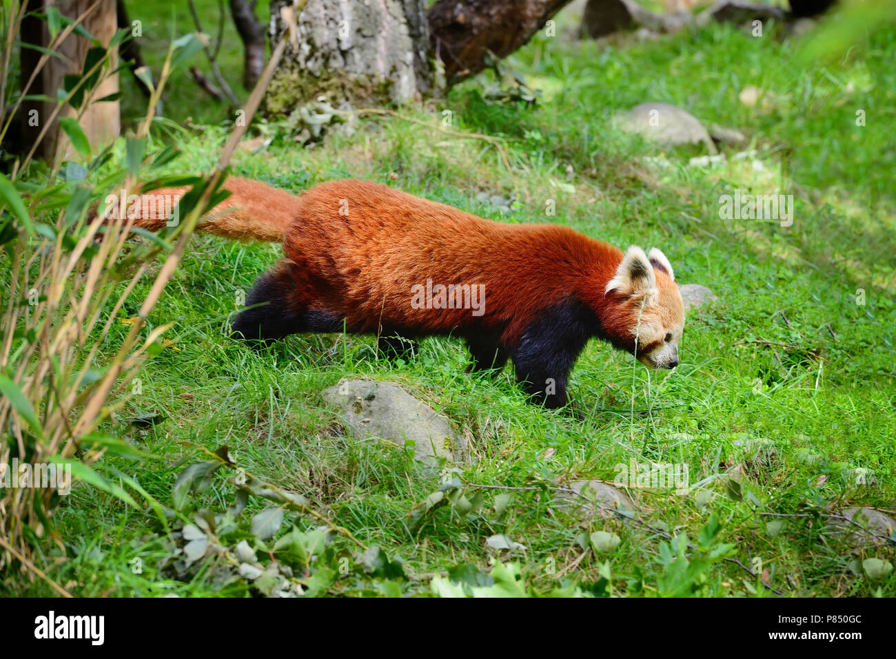 Panda Rouge Népal Banque d'image et photos - Alamy