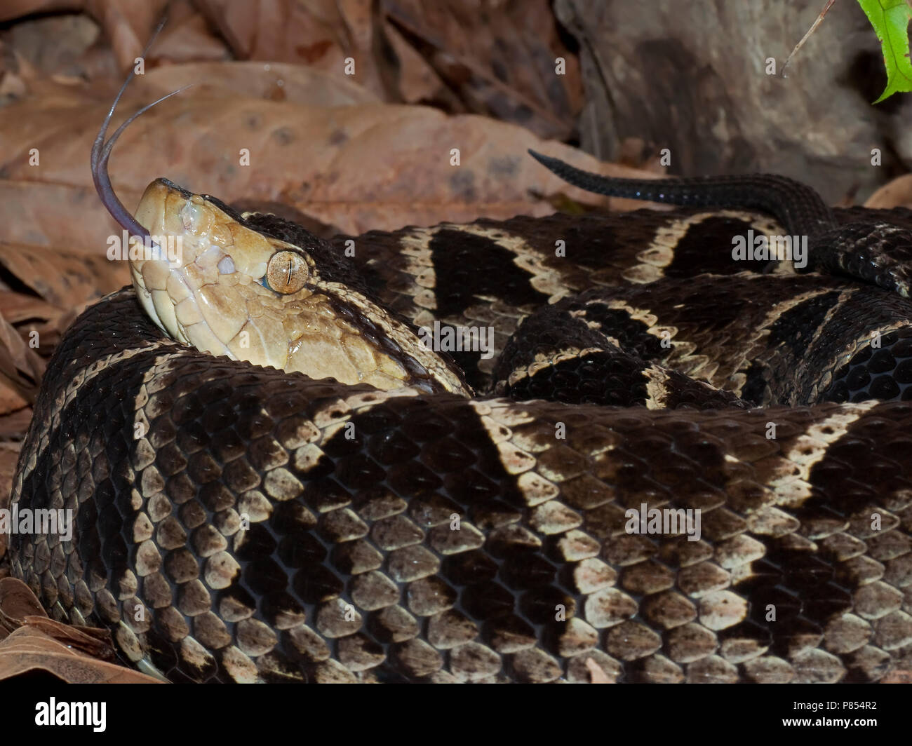 Fer de lance snake Banque de photographies et d’images à haute ...
