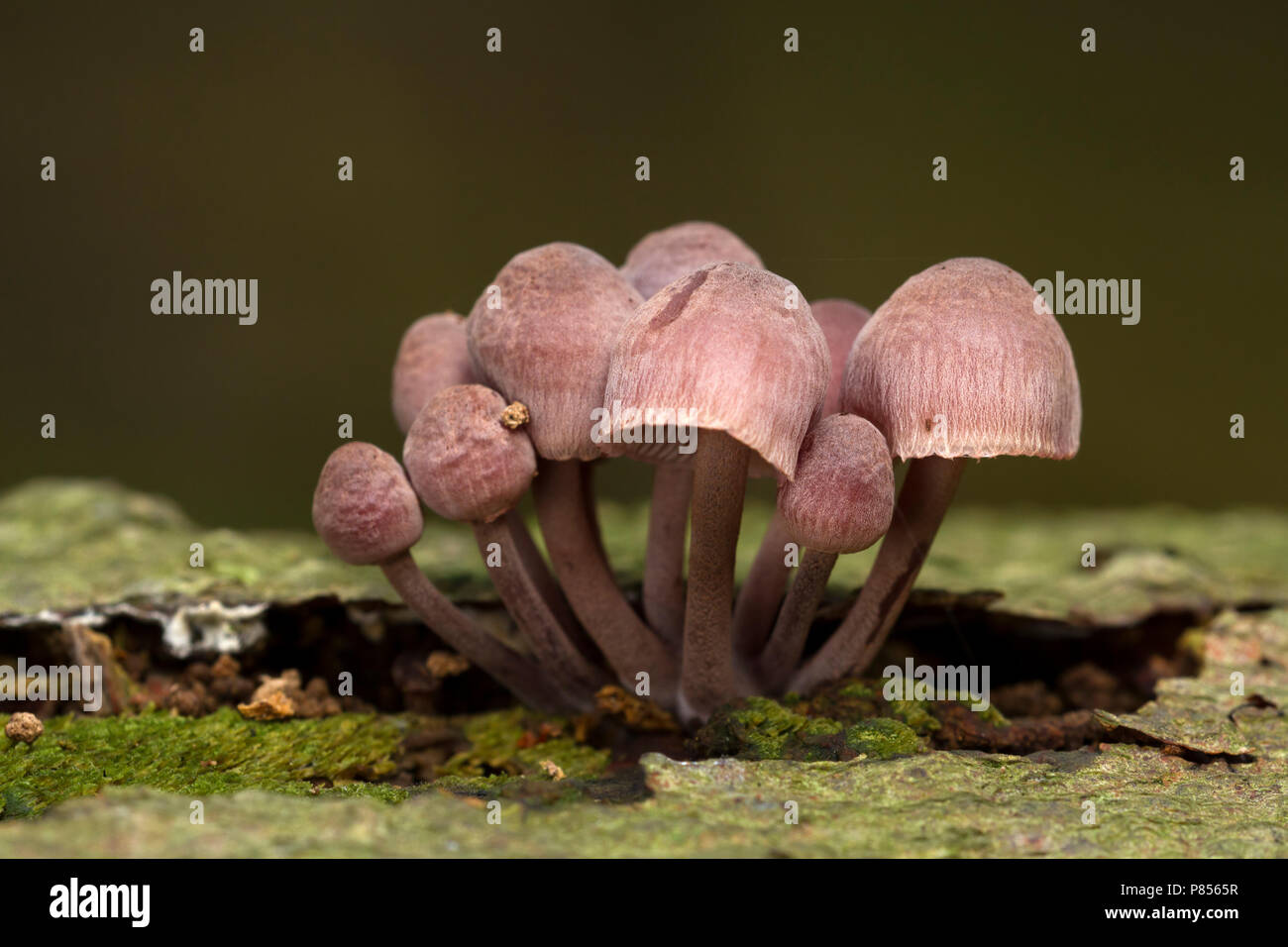 Grote bloedsteelmycena Banque de photographies et d’images à haute ...