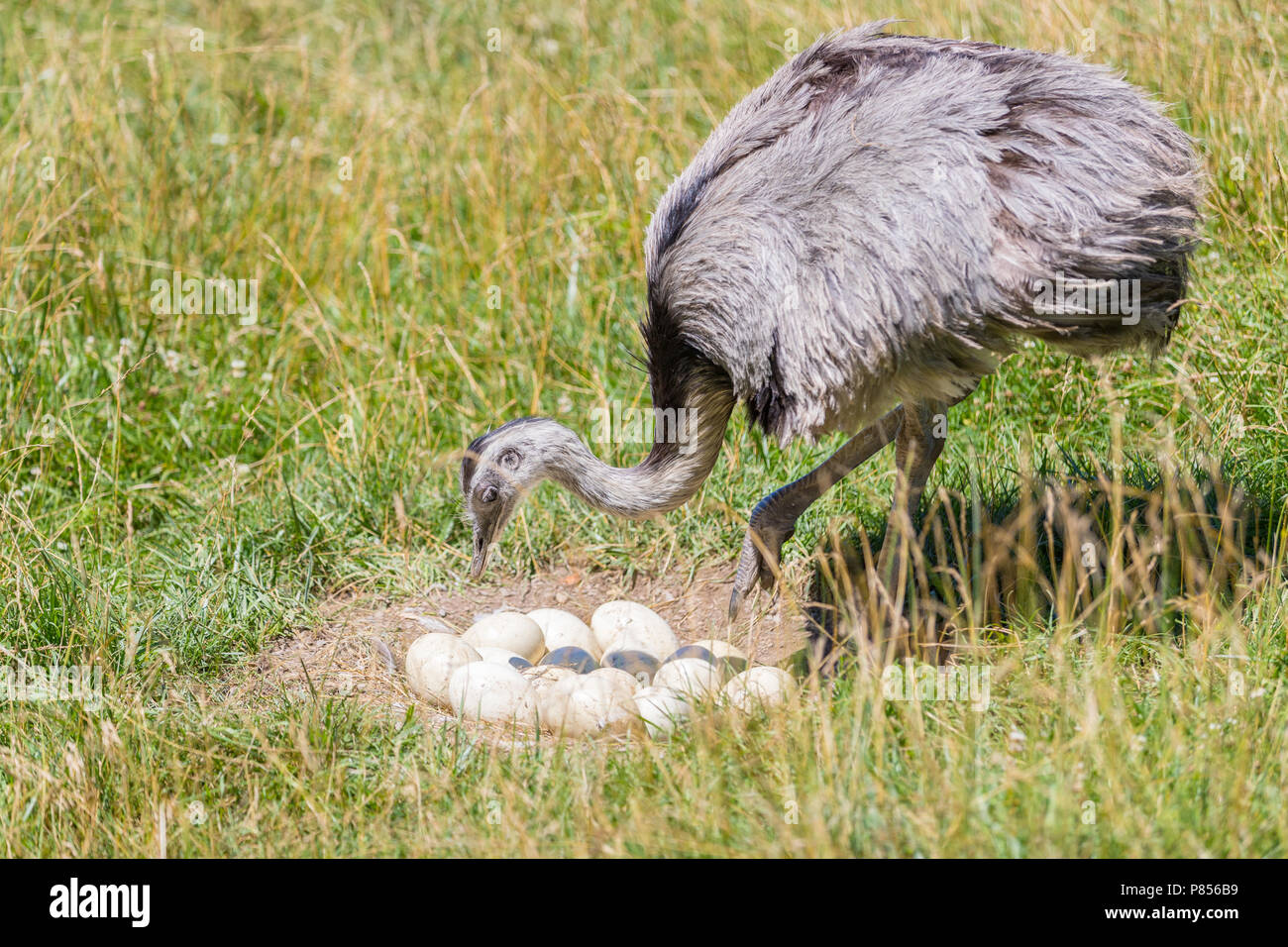 Autruche d'Afrique sauvage domestiquée (Struthio camelus) dans une ...