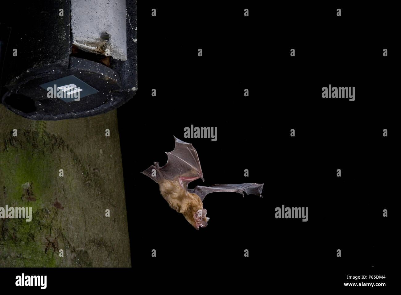 Noctule nyctalus noctula Banque de photographies et d’images à haute ...