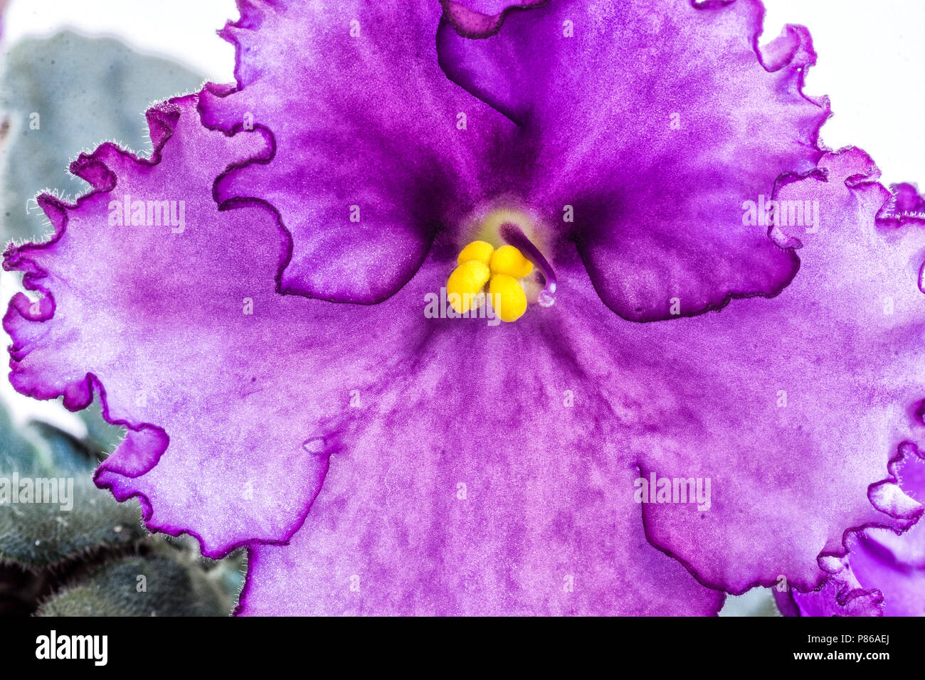 Saintpaulia ionantha violette africaine Banque d'image et photos - Alamy