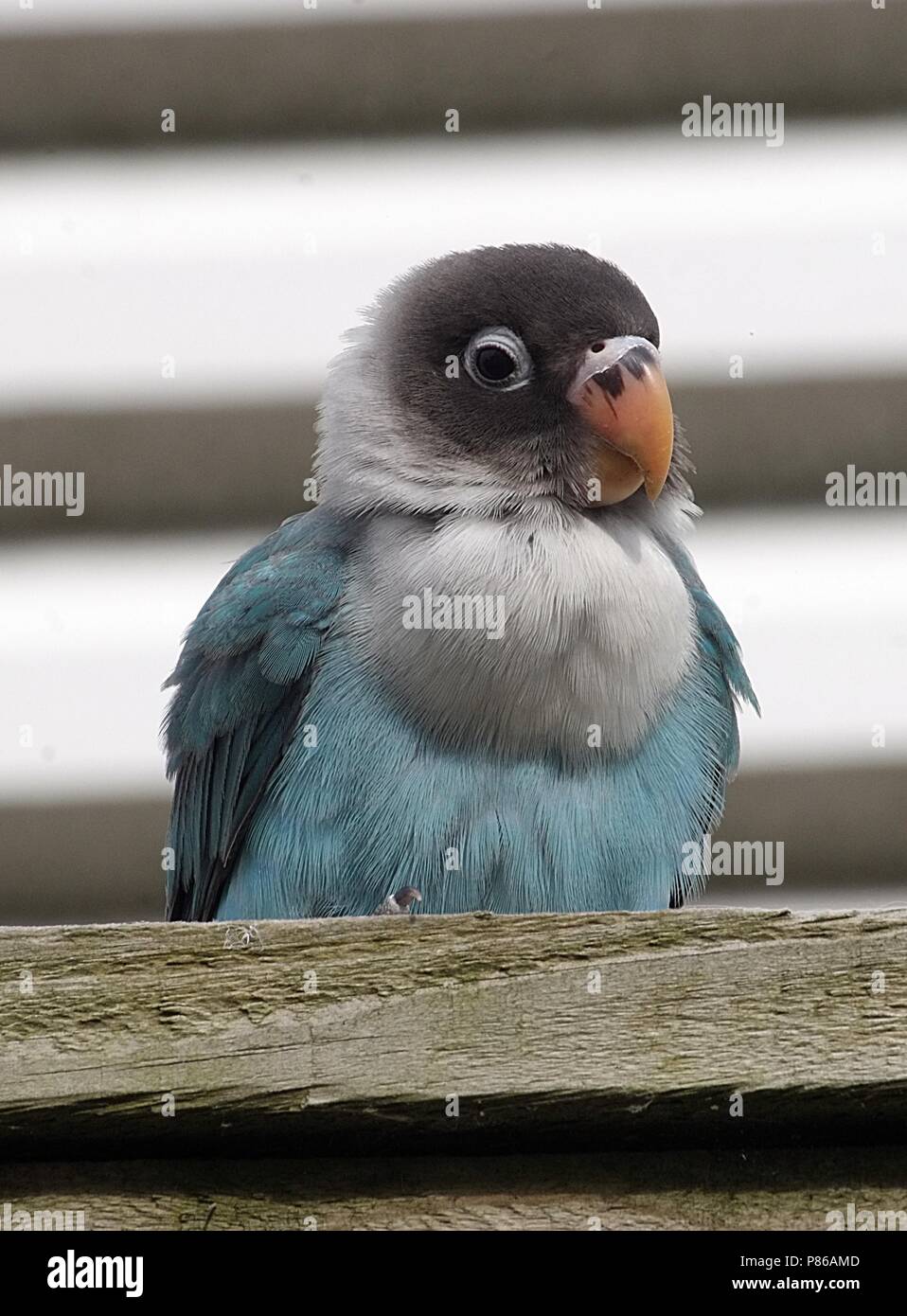 Lovebird blue masked agapornis Banque de photographies et d’images à ...