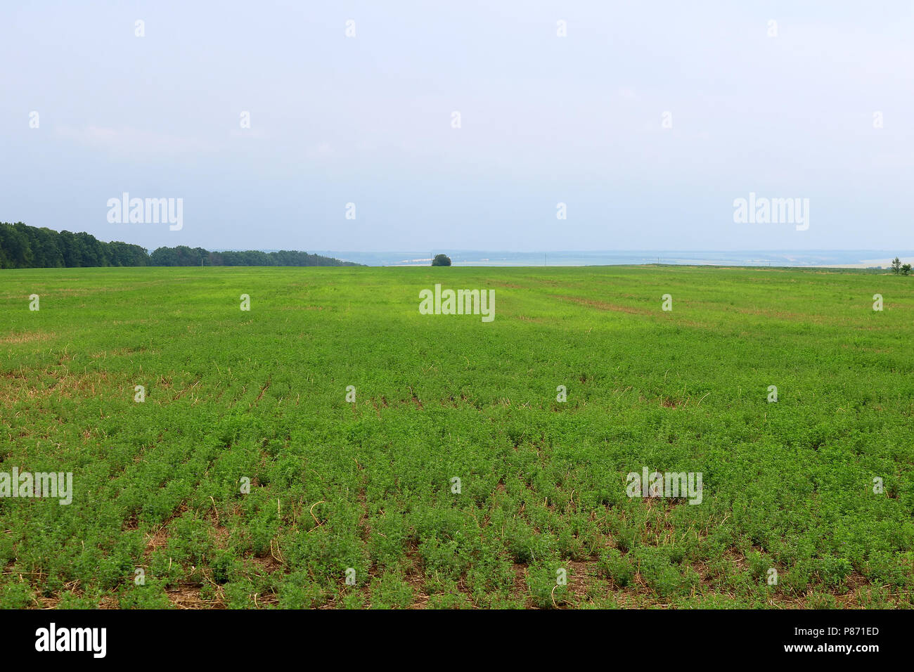 Lucerne Field Banque d'image et photos - Alamy