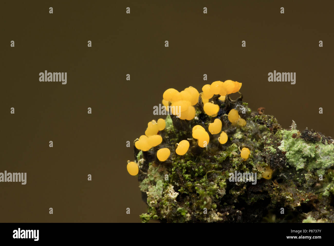 Physarum Banque de photographies et d’images à haute résolution - Alamy