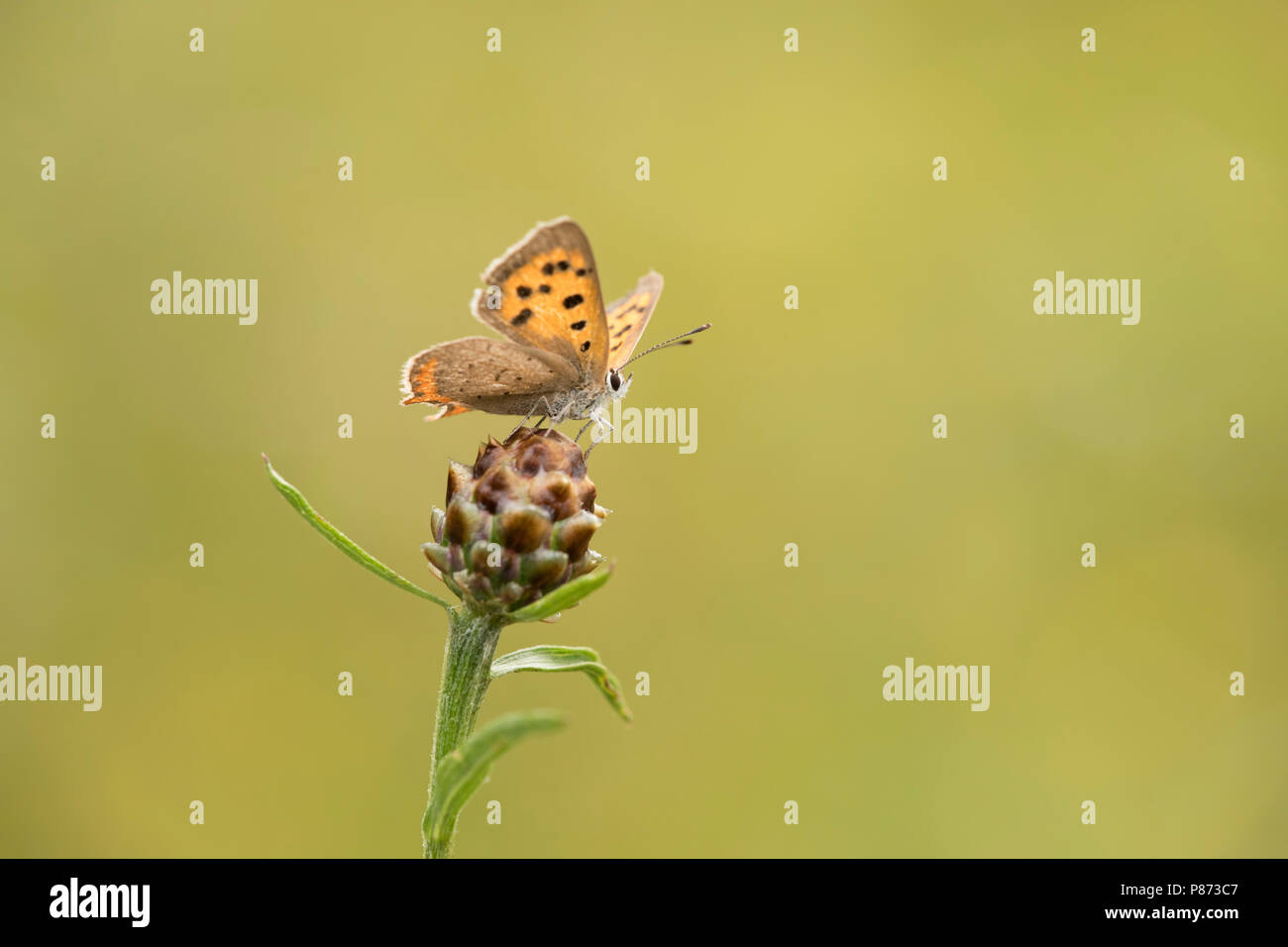 Kleiner feuerfalter Banque de photographies et d’images à haute ...