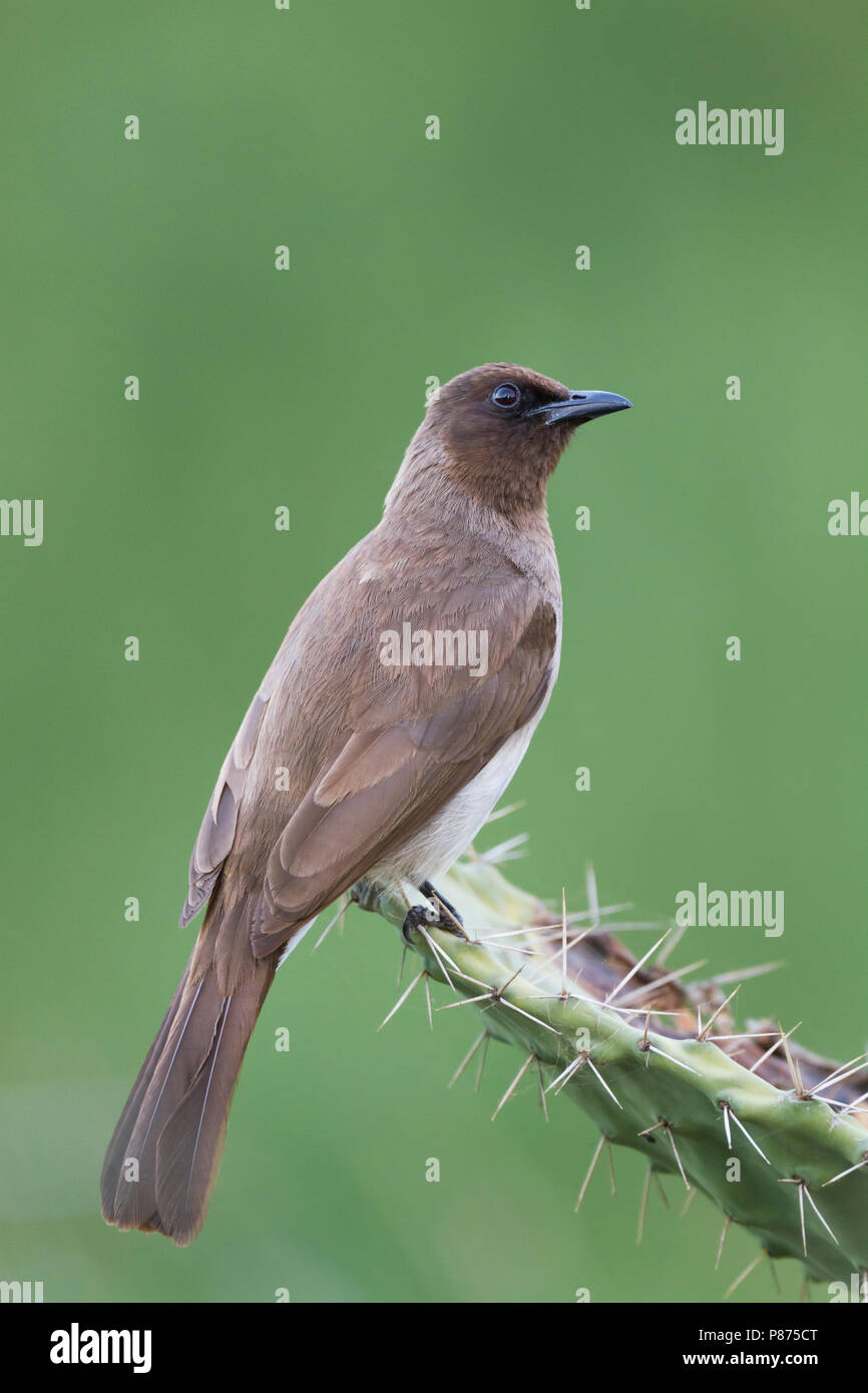 Bulbul commun - Graubülbül - Pycnonotus barbatus ssp. barbatus, Maroc ...