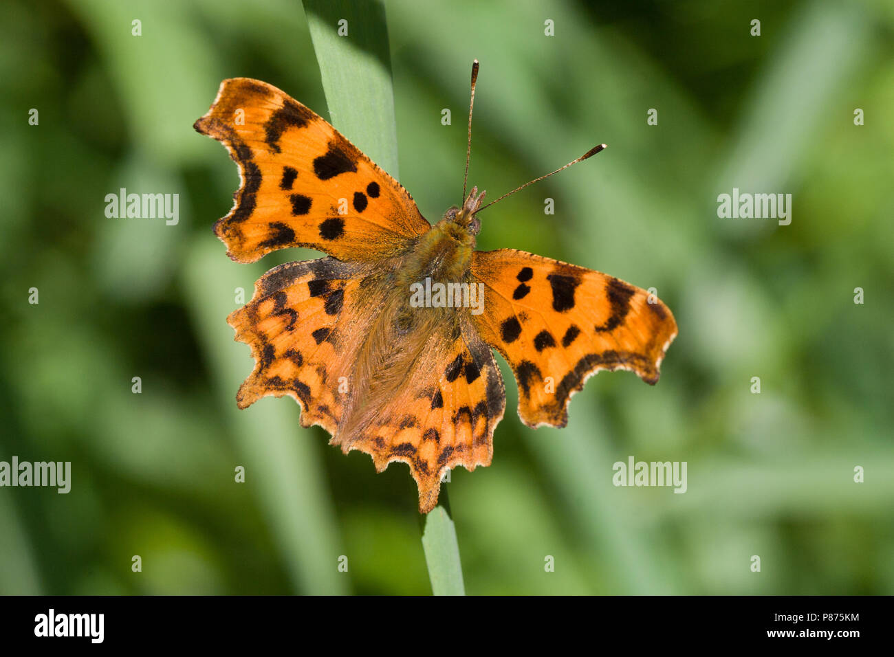 Identification de papillon Banque de photographies et d’images à haute ...