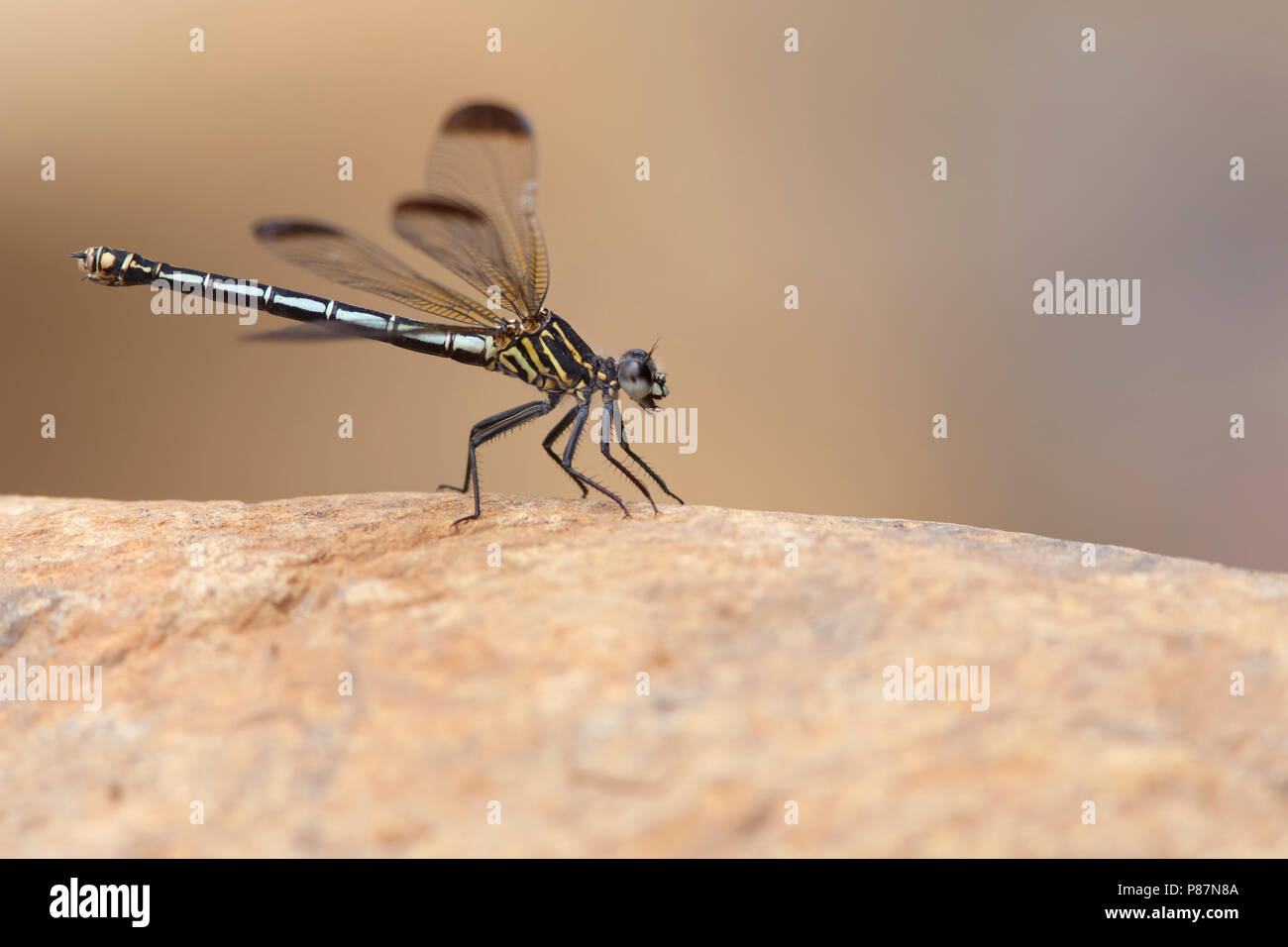 Une odalisque Banque de photographies et d’images à haute résolution ...