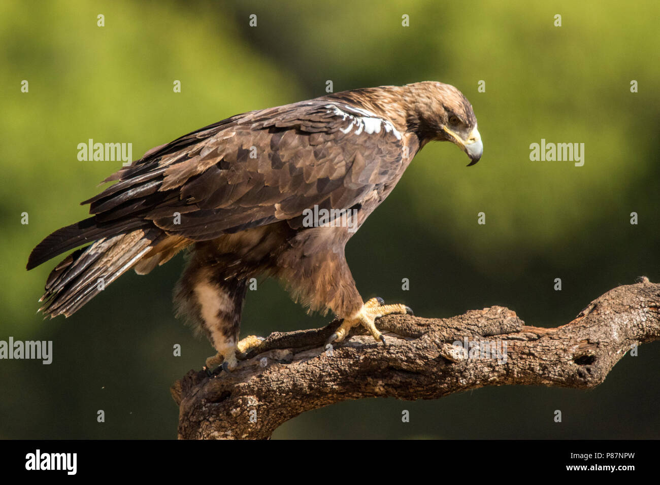 Aquila imperiale Banque de photographies et d’images à haute résolution ...