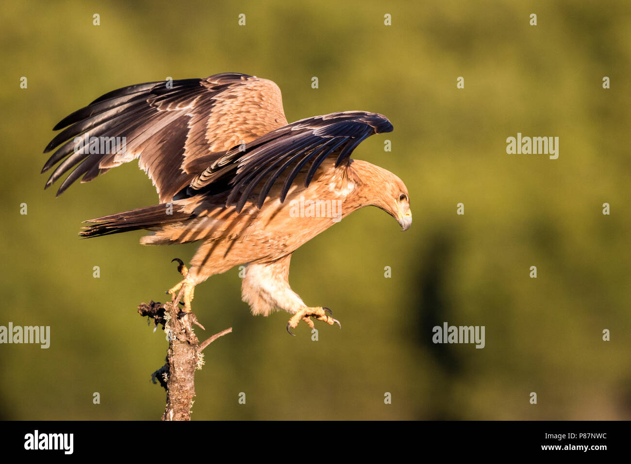 Aquila imperiale Banque de photographies et d’images à haute résolution ...