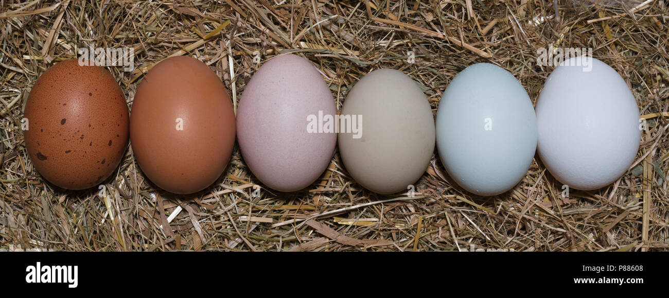 Six œufs pondus par une gamme de variétés ou races de poules ...