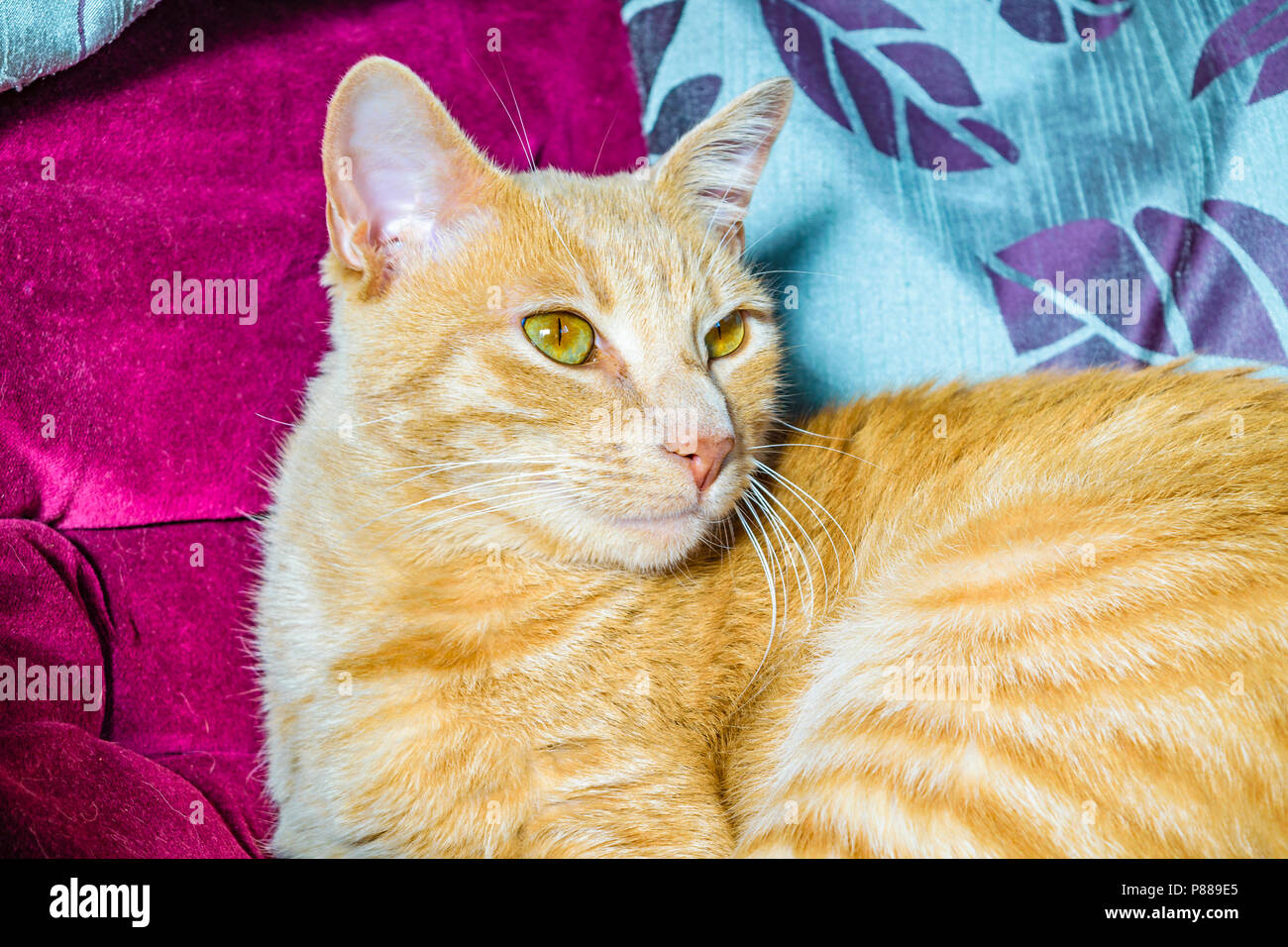 Chats jaunes Banque de photographies et d’images à haute résolution - Alamy