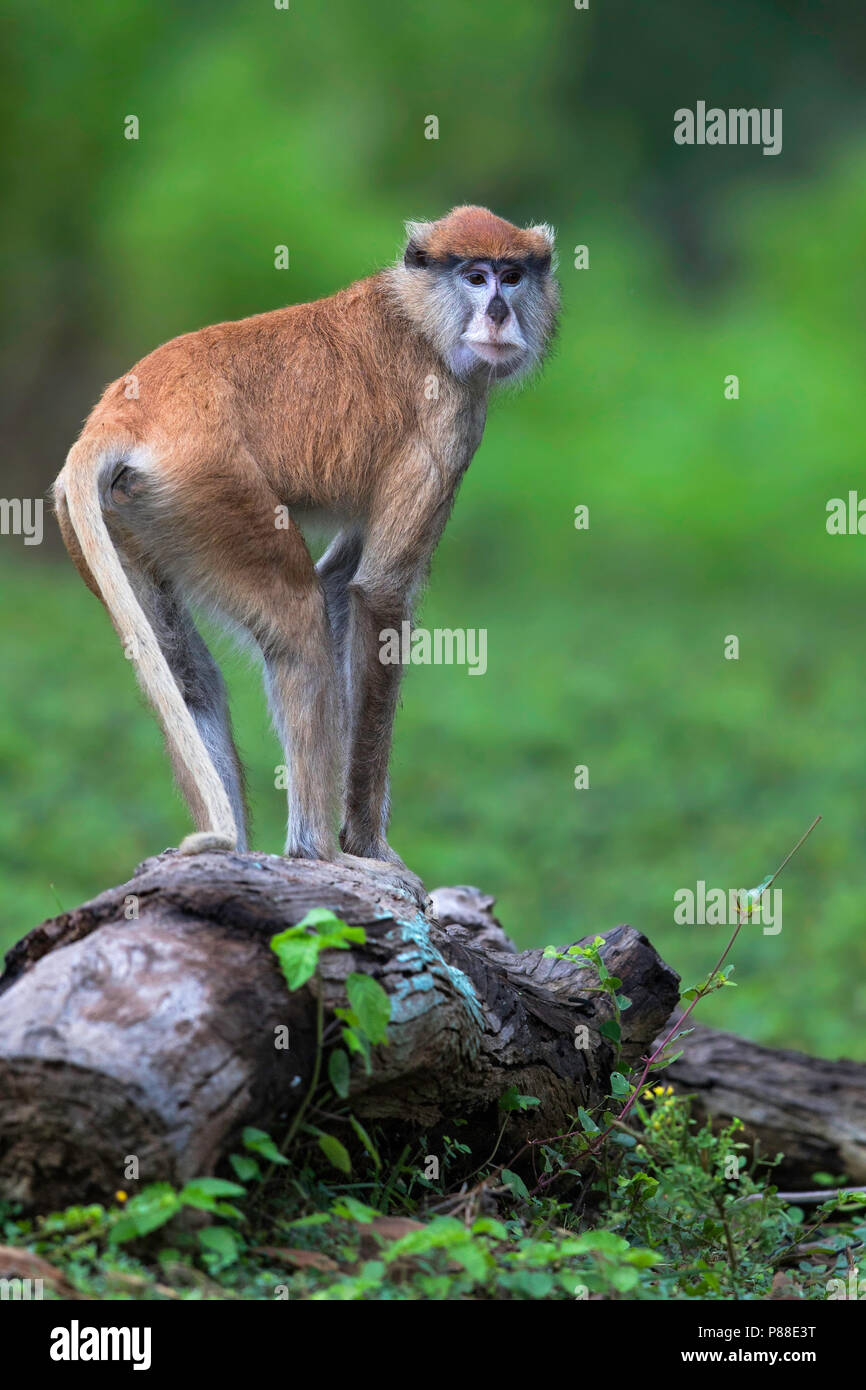 Patas monkey Banque de photographies et d’images à haute résolution - Alamy