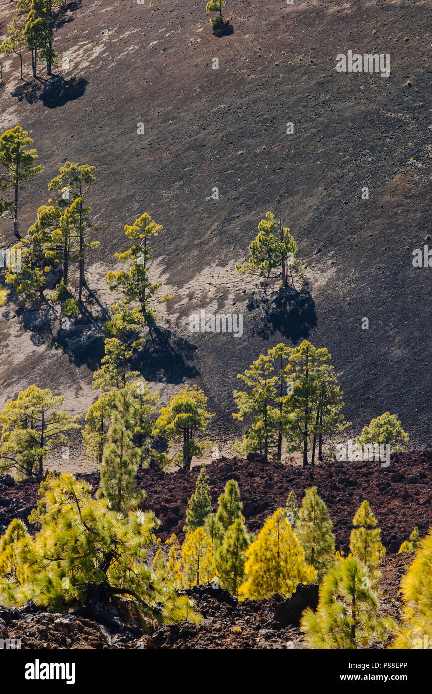 Pin canarien pinus canariensis Banque de photographies et d’images à ...