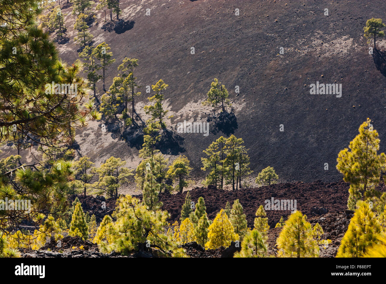 Pin canarien pinus canariensis Banque de photographies et d’images à ...