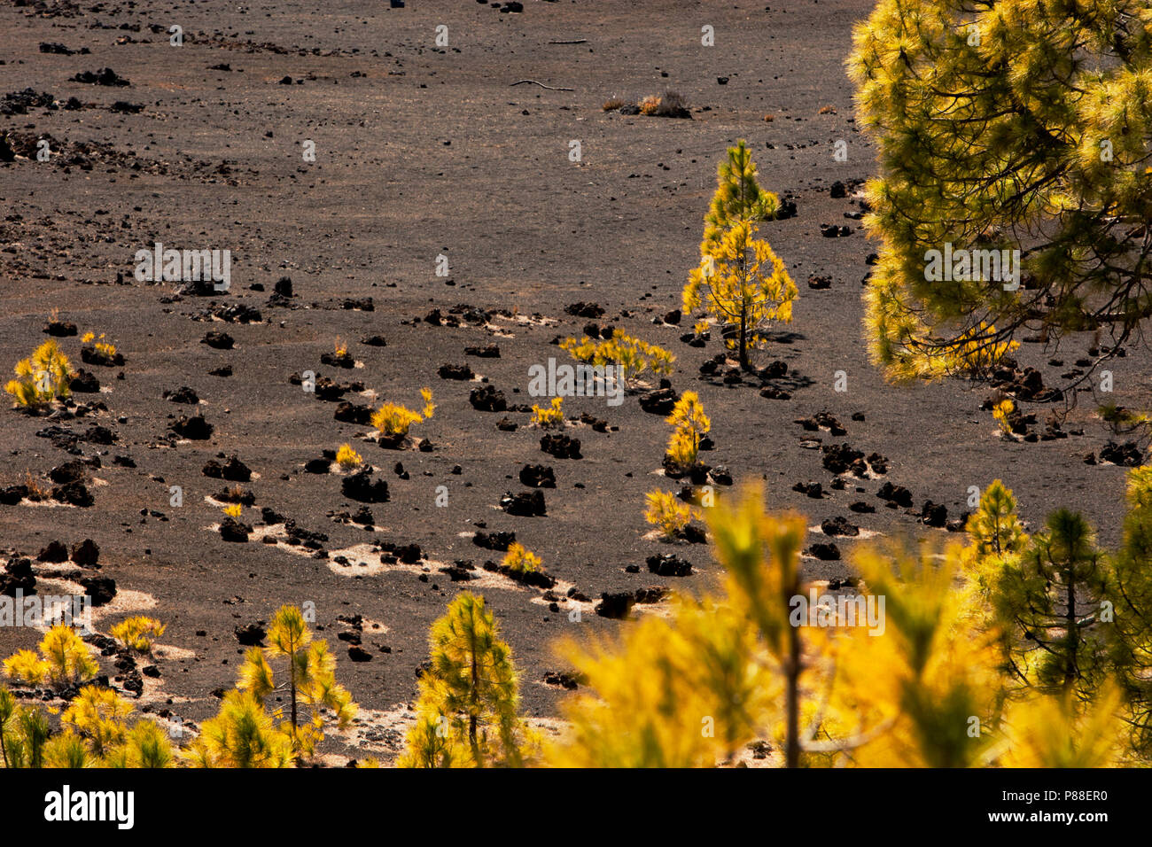 Pin pinus canariensis Banque de photographies et d’images à haute ...