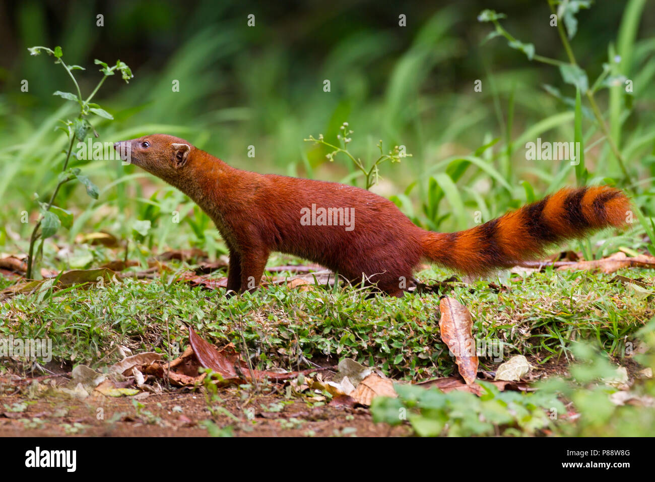 Galidia elegans Banque de photographies et d’images à haute résolution ...