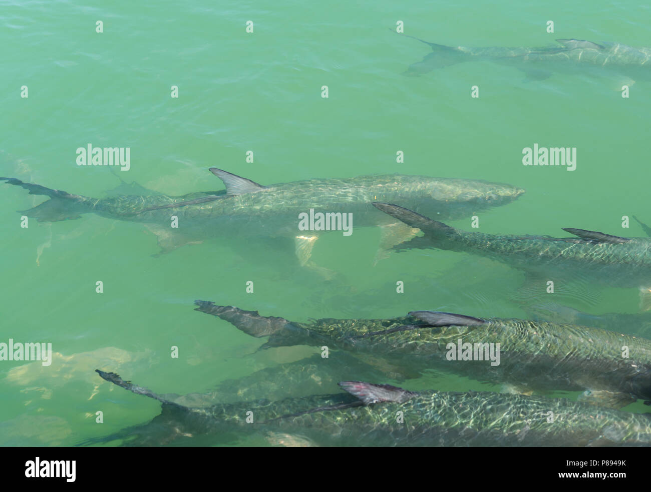 Atlantic tarpon megalops atlanticus Banque de photographies et d’images ...