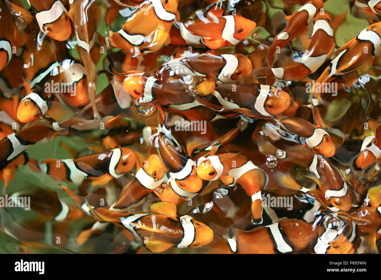 Poissons clowns nemo Banque de photographies et d’images à haute ...