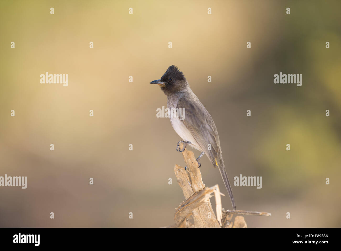 Afrique ornithologie Banque de photographies et d’images à haute ...