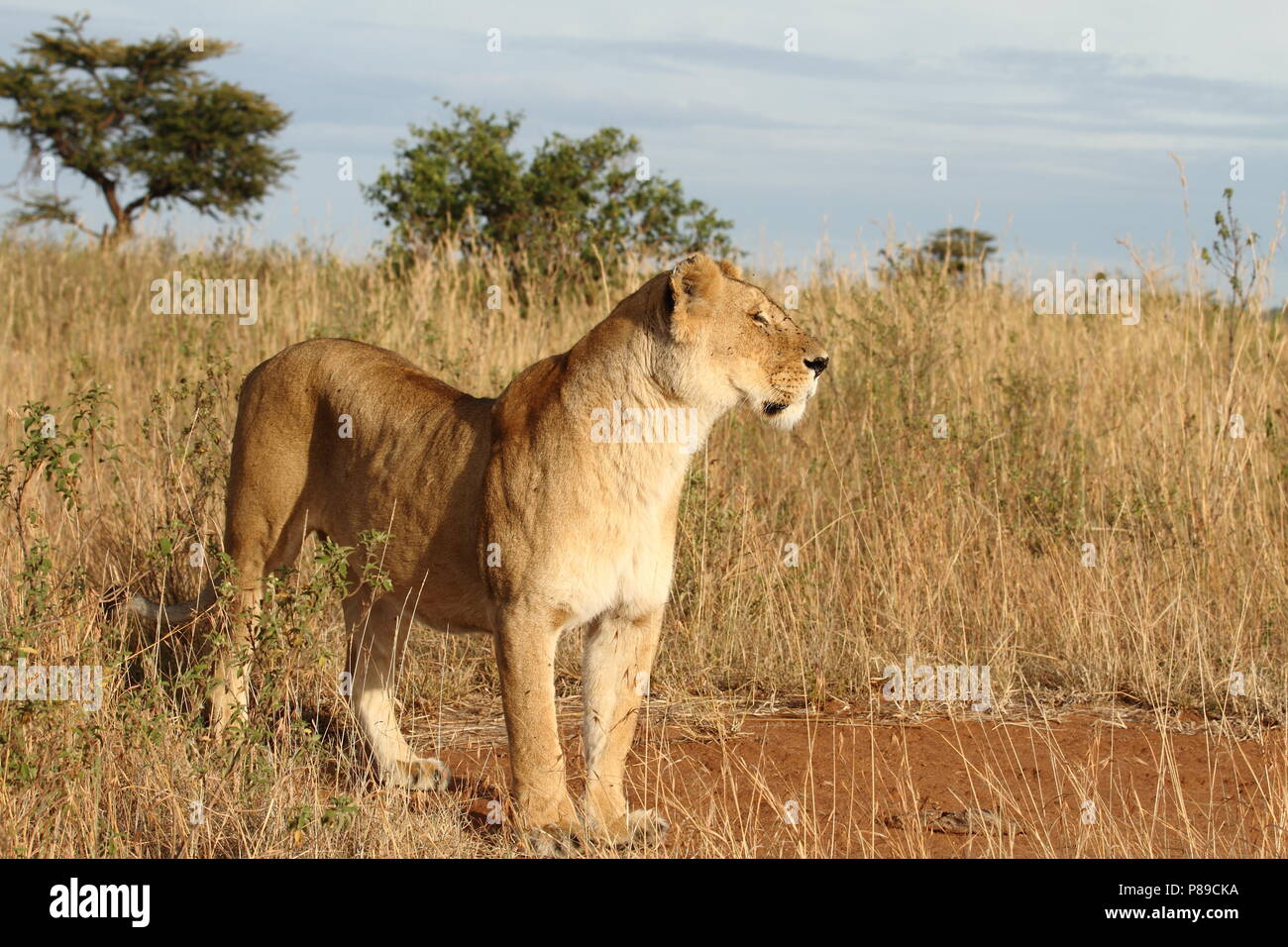 Lionne panthera leo dans le kalahari Banque de photographies et d ...