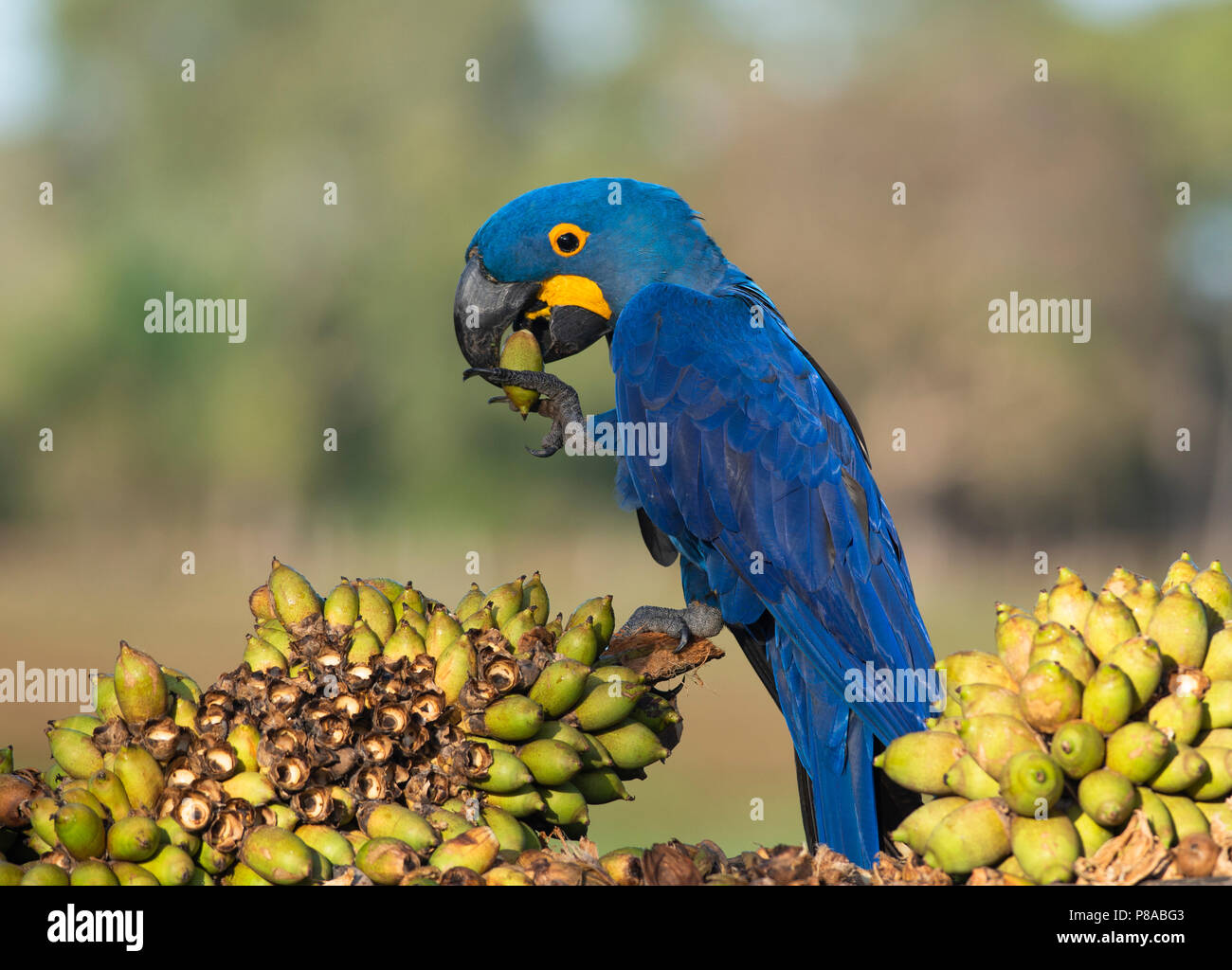 Bacuri fruit Banque de photographies et d’images à haute résolution - Alamy