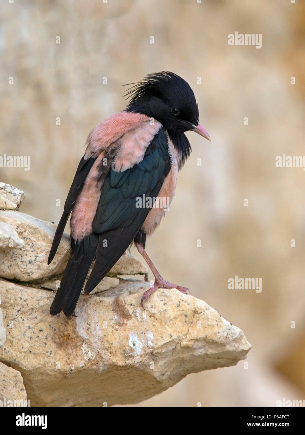 Rosy starling Banque de photographies et d’images à haute résolution ...