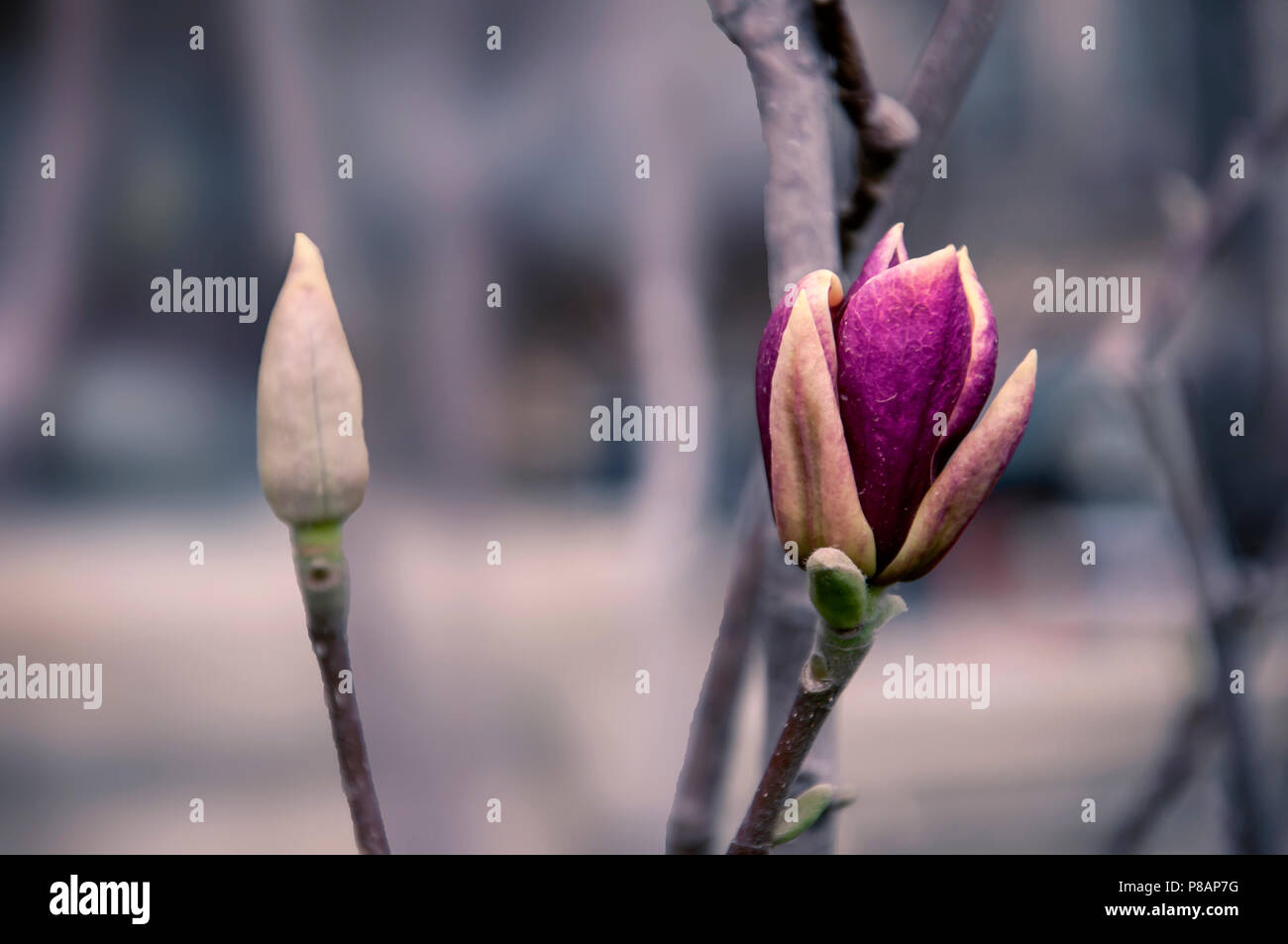 Fleurs de magnolia rose rose Banque de photographies et d’images à ...
