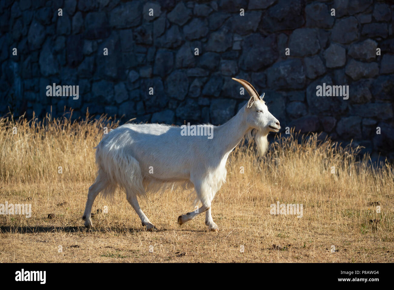 Goat profile Banque de photographies et d’images à haute résolution - Alamy
