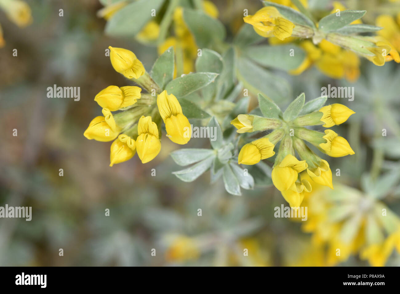 Lotier austral Banque de photographies et d’images à haute résolution ...