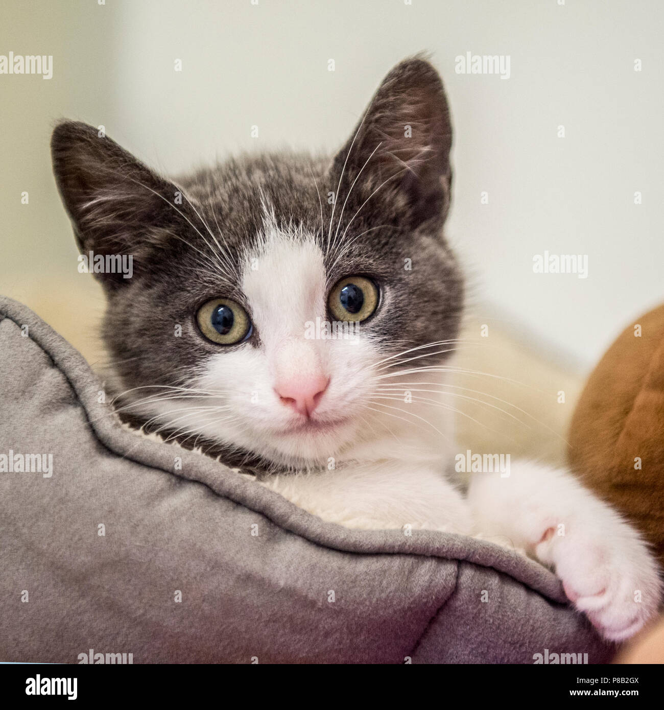 Chaton et chat Banque de photographies et d’images à haute résolution ...