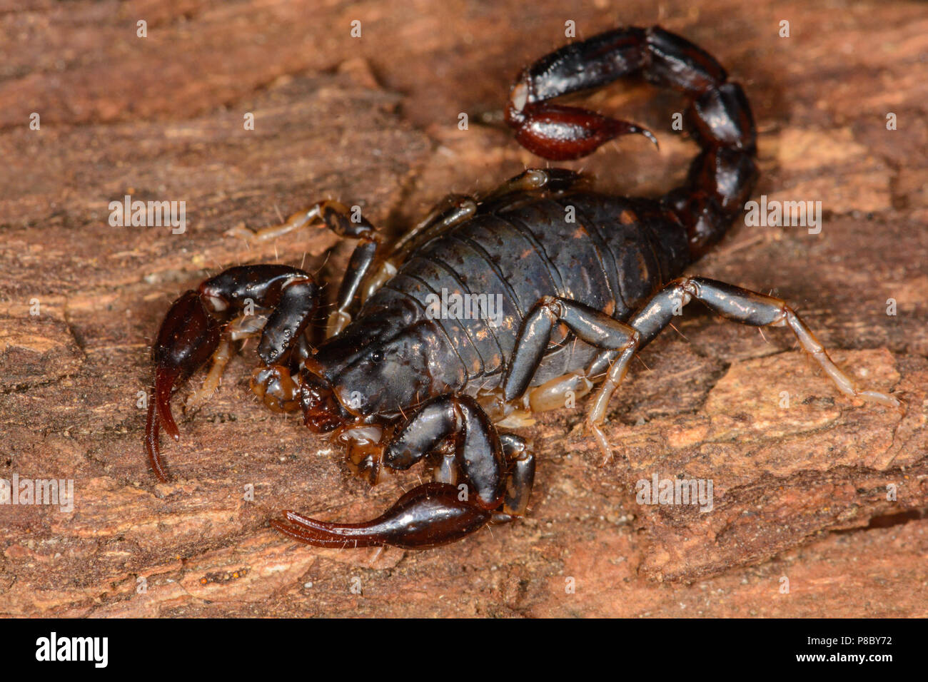 Queue de scorpion Banque de photographies et d’images à haute ...