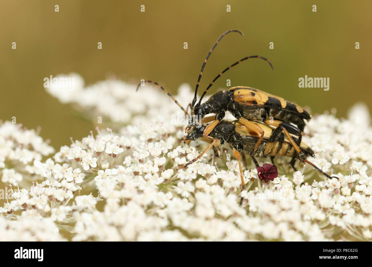 Une paire de beaux longicorne noir et jaune ( Rutpela maculata ...