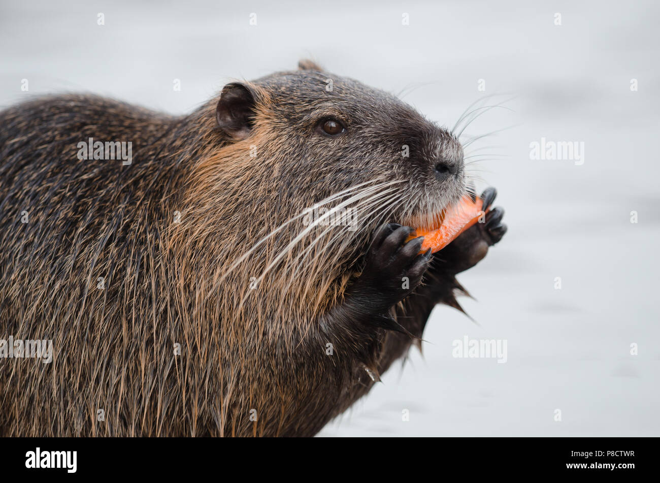 Castor géant Banque de photographies et d’images à haute résolution - Alamy