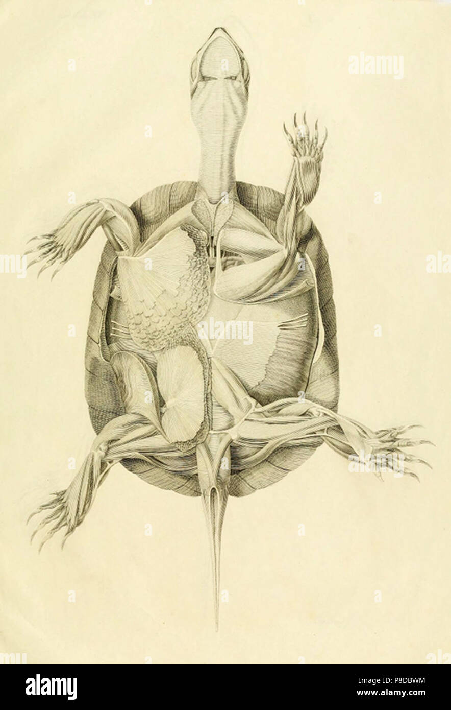 L'anatomie de la tortue Photo Stock - Alamy